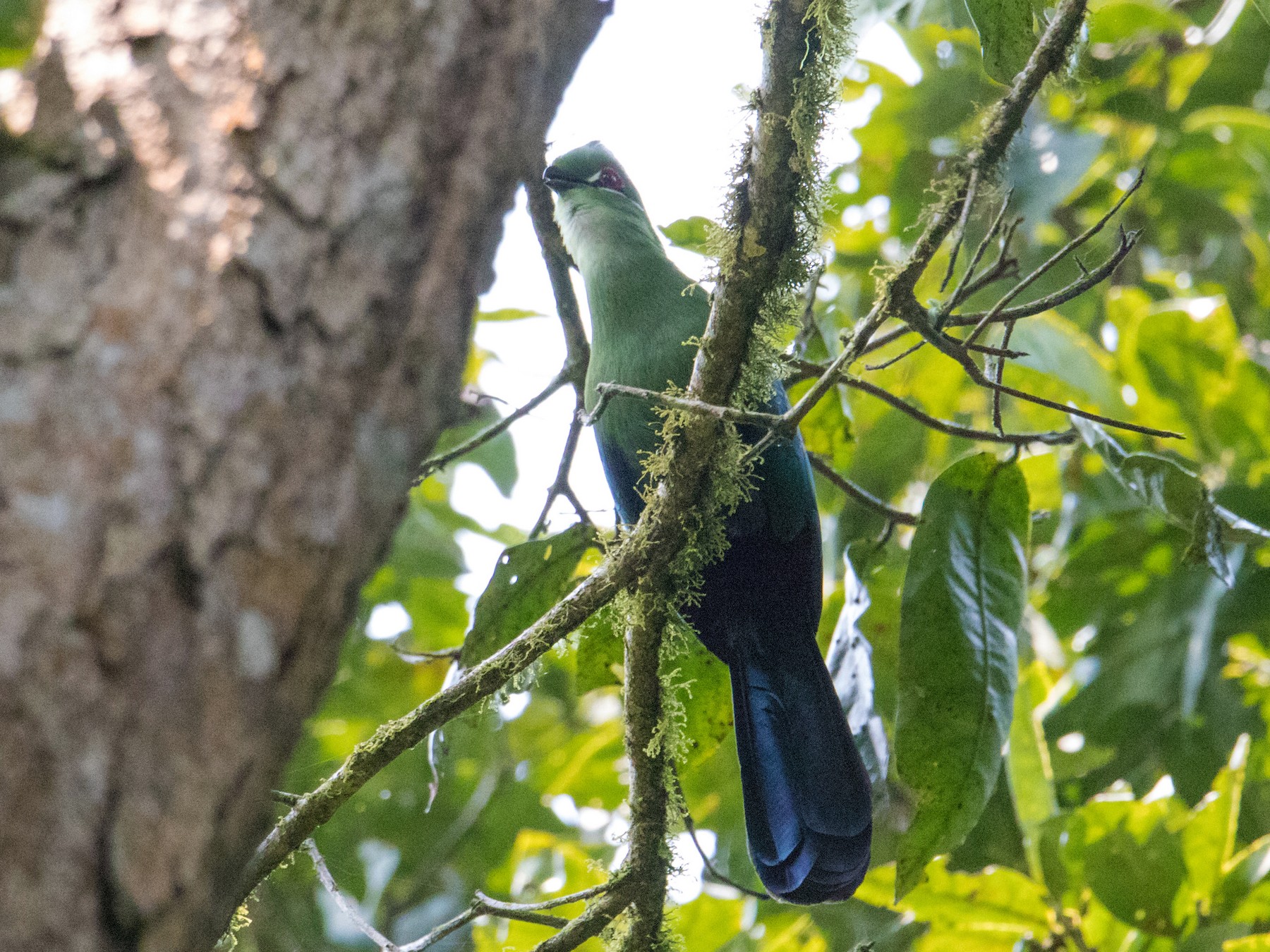 Black-billed Turaco - eBird