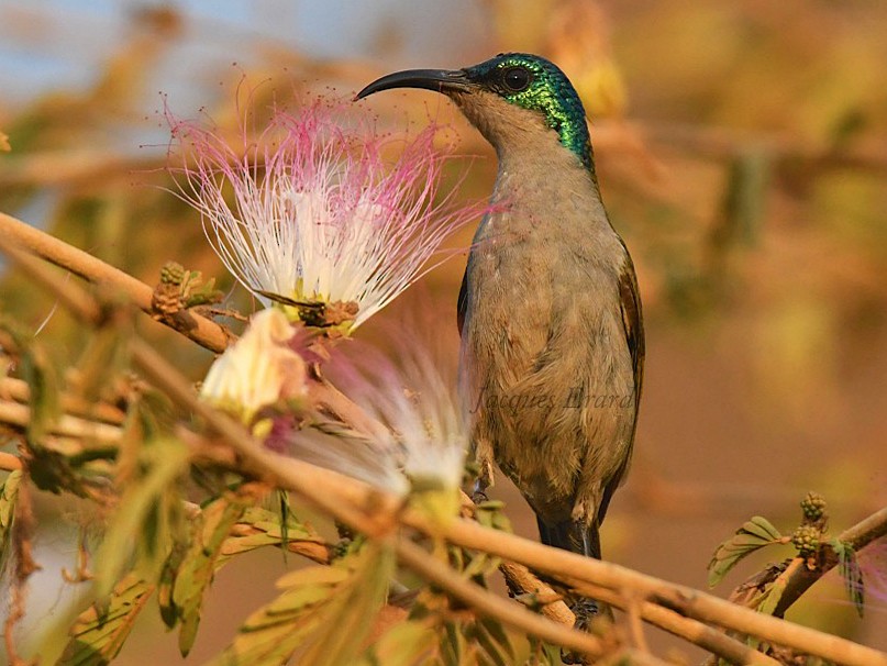 Green-headed Sunbird - eBird