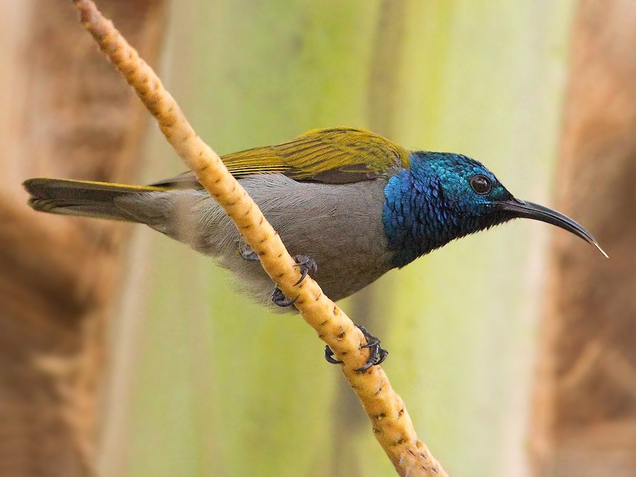 Green-headed Sunbird - eBird