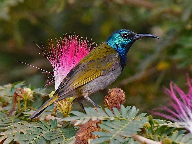 Green-headed Sunbird - eBird