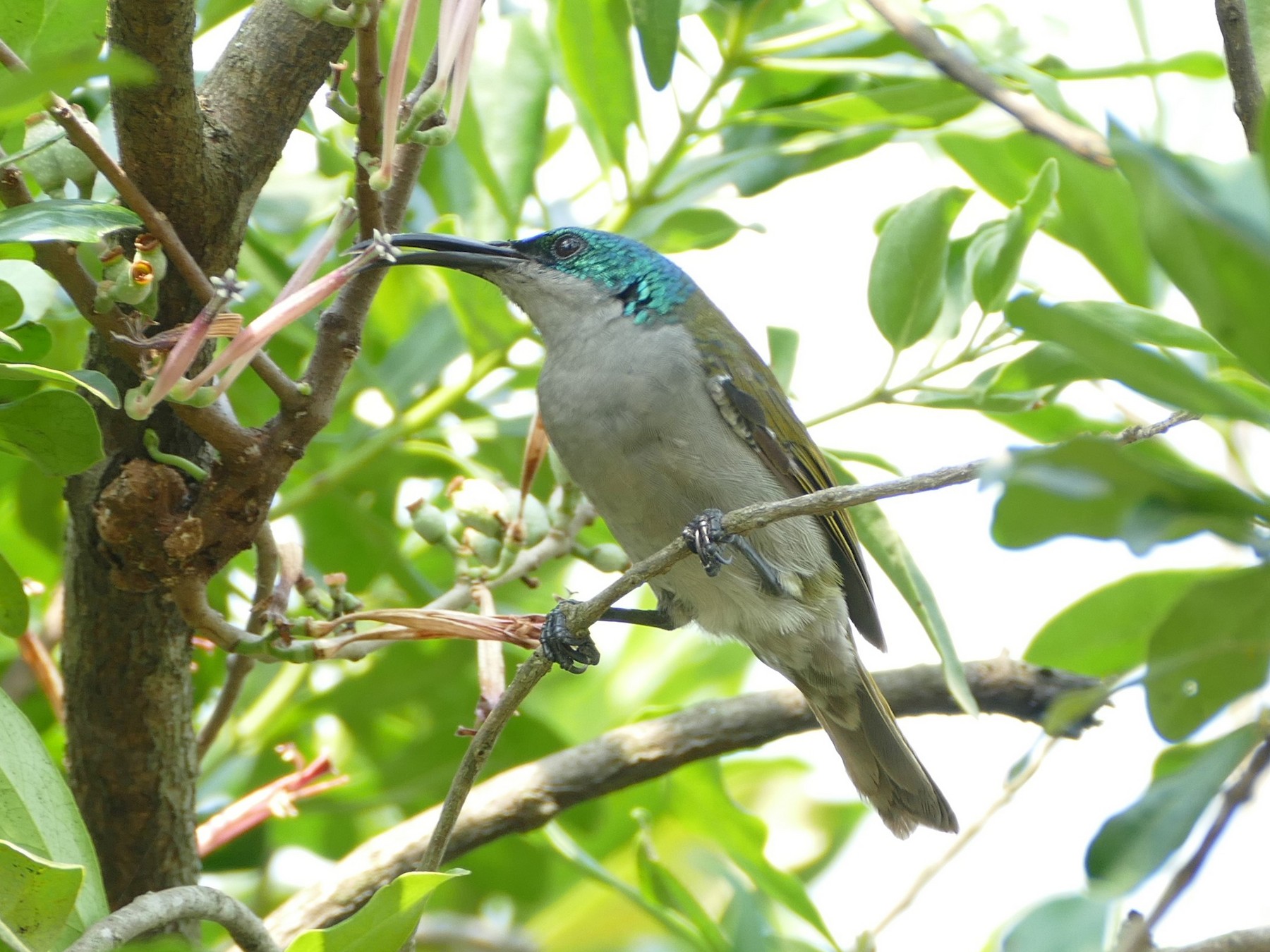 Green-headed Sunbird - eBird