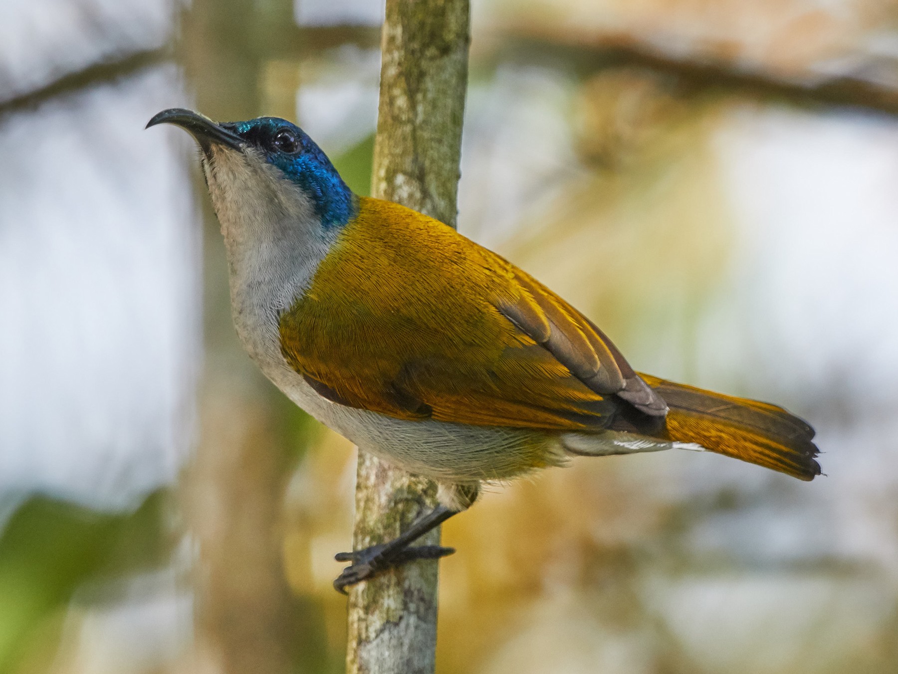 Green-headed Sunbird - eBird