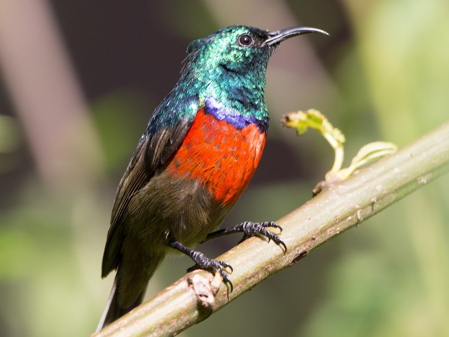 Rwenzori Double-collared Sunbird - eBird