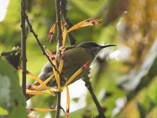 Purple-breasted Sunbird - eBird
