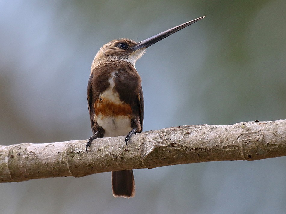 Pale-headed Jacamar - eBird