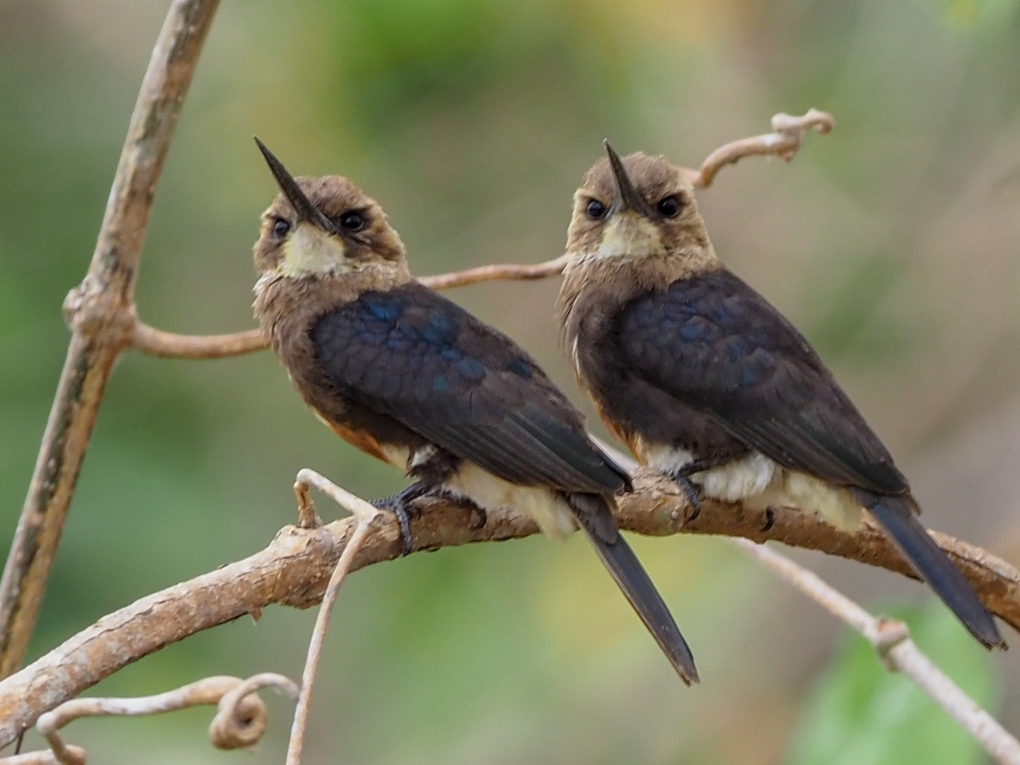 Pale-headed Jacamar - eBird