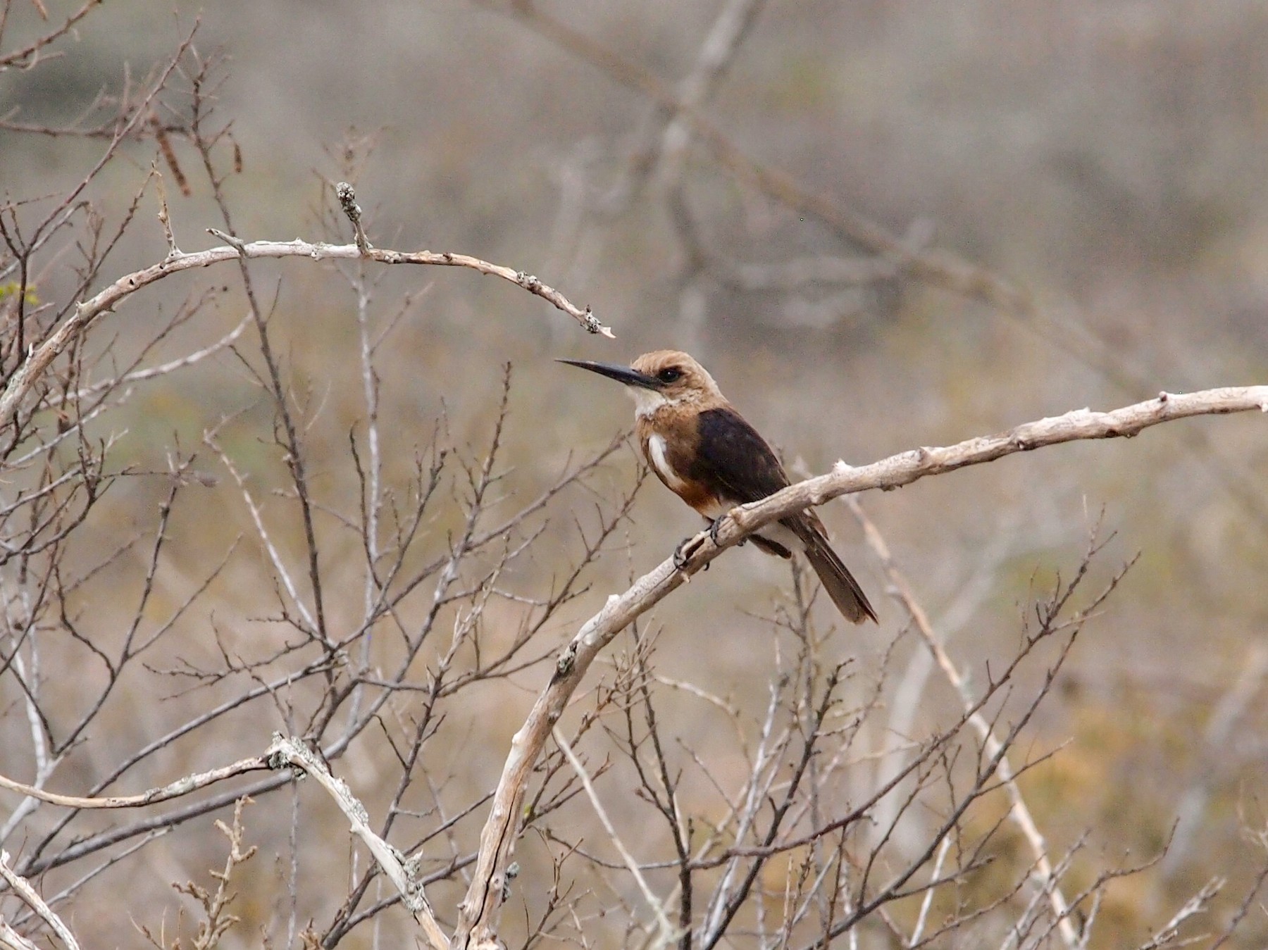 Jacamará Acollarado - eBird