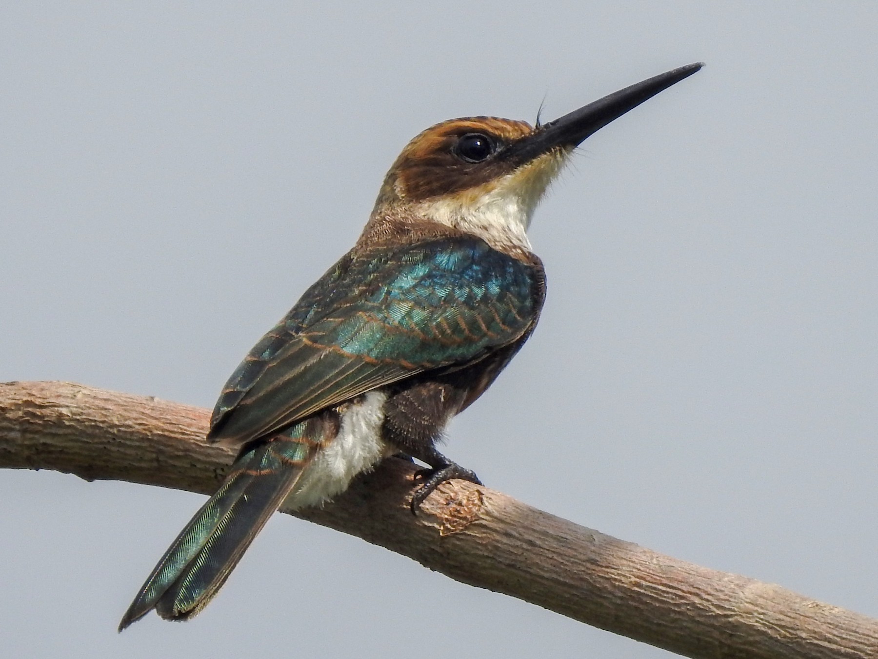 Pale-headed Jacamar - eBird