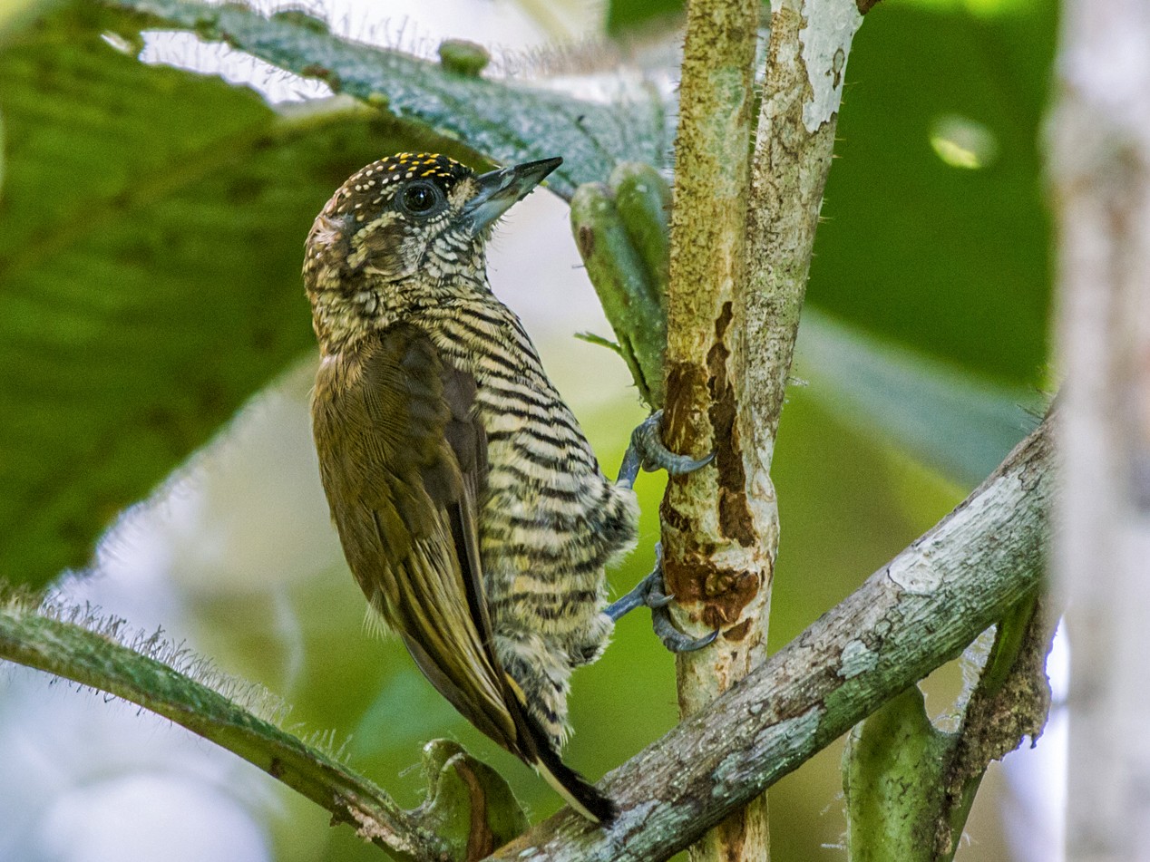 Orinoco Piculet - eBird