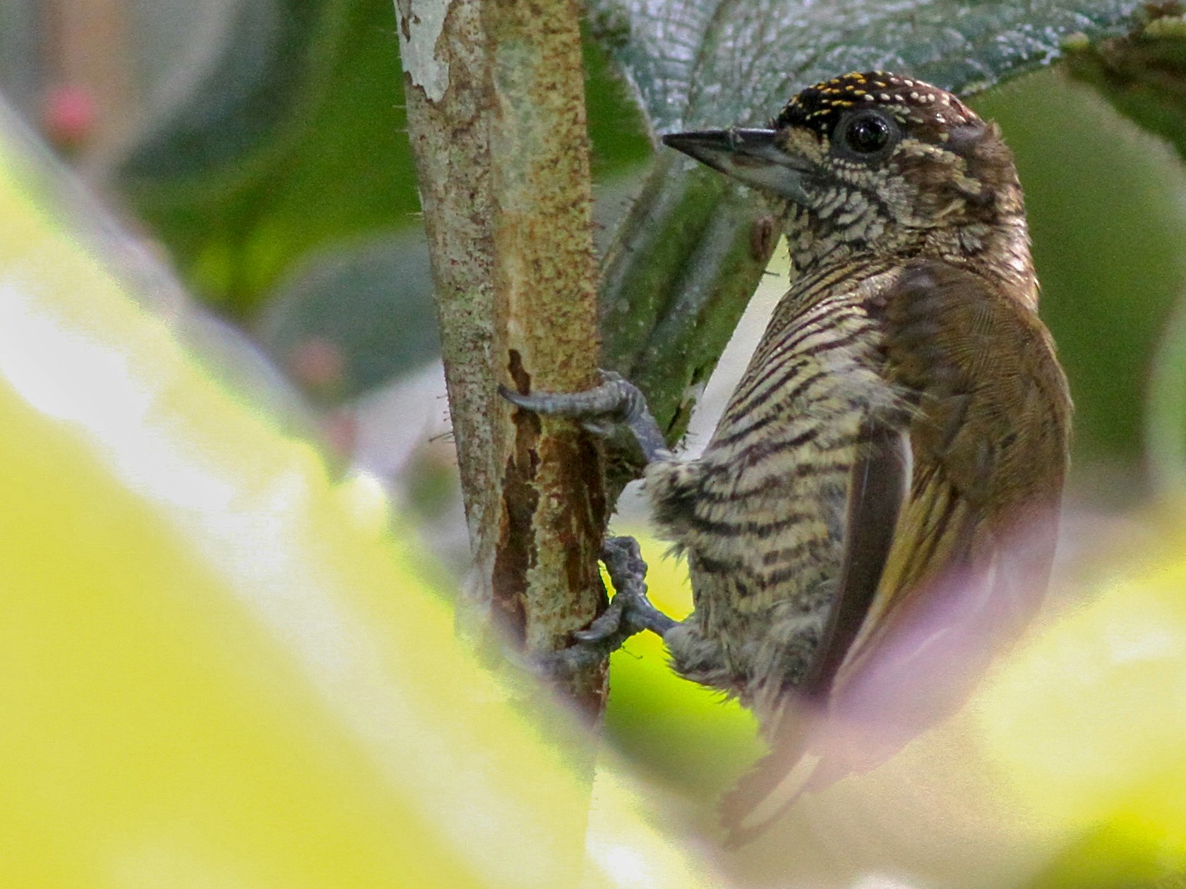 Orinoco Piculet - eBird