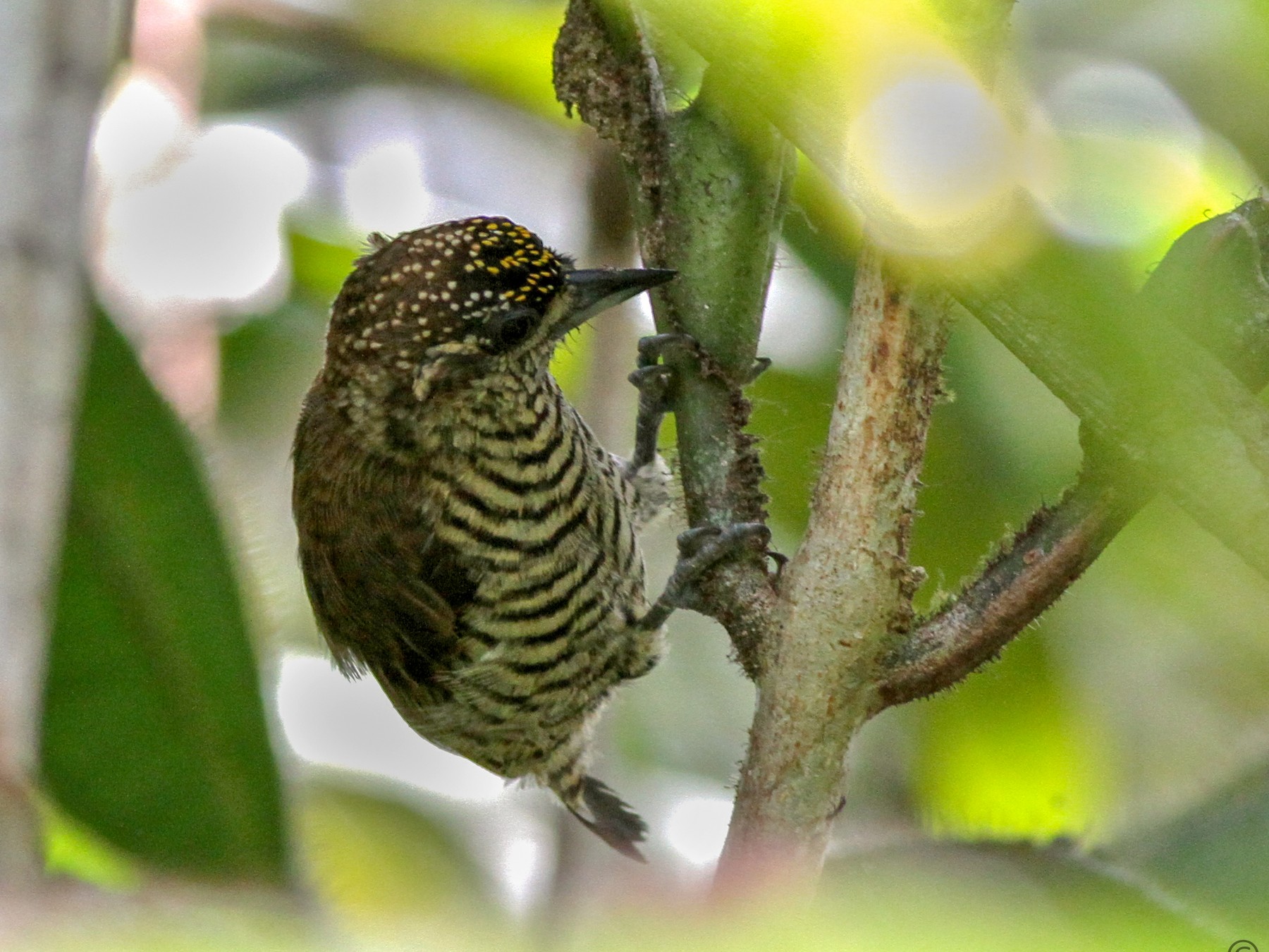 Orinoco Piculet - eBird