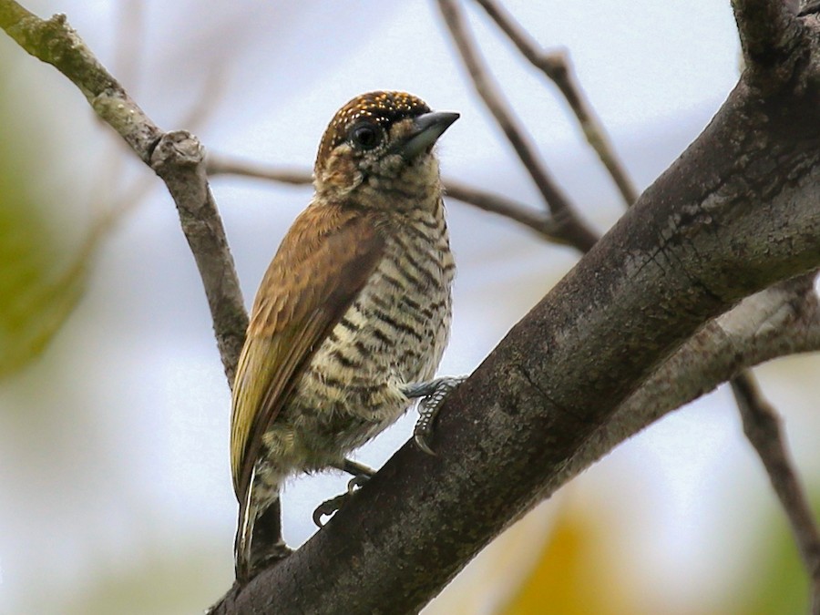 Orinoco Piculet - eBird