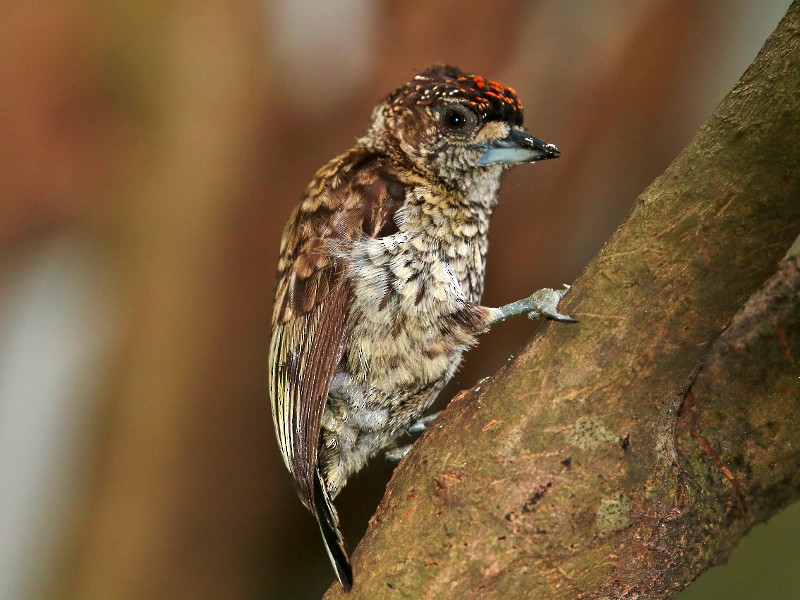 Scaled Piculet - eBird