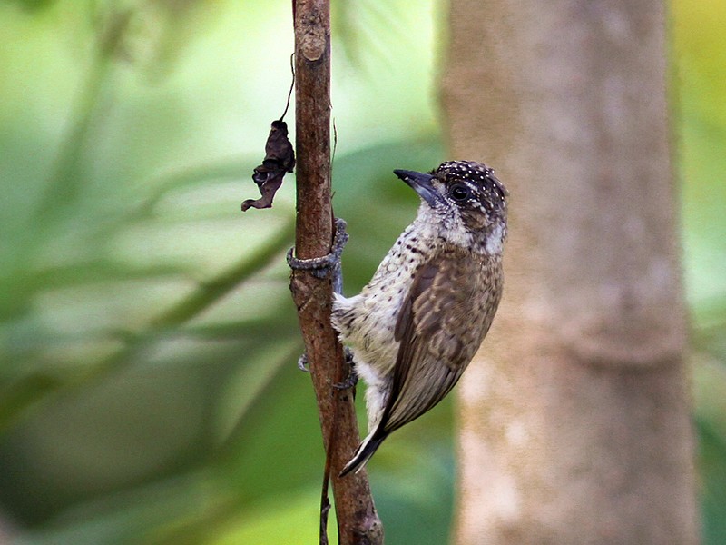 Scaled Piculet - eBird