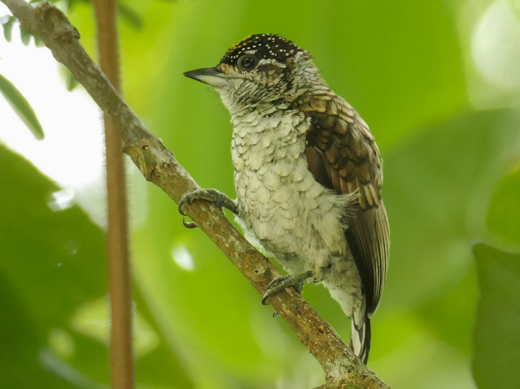 Scaled Piculet - eBird