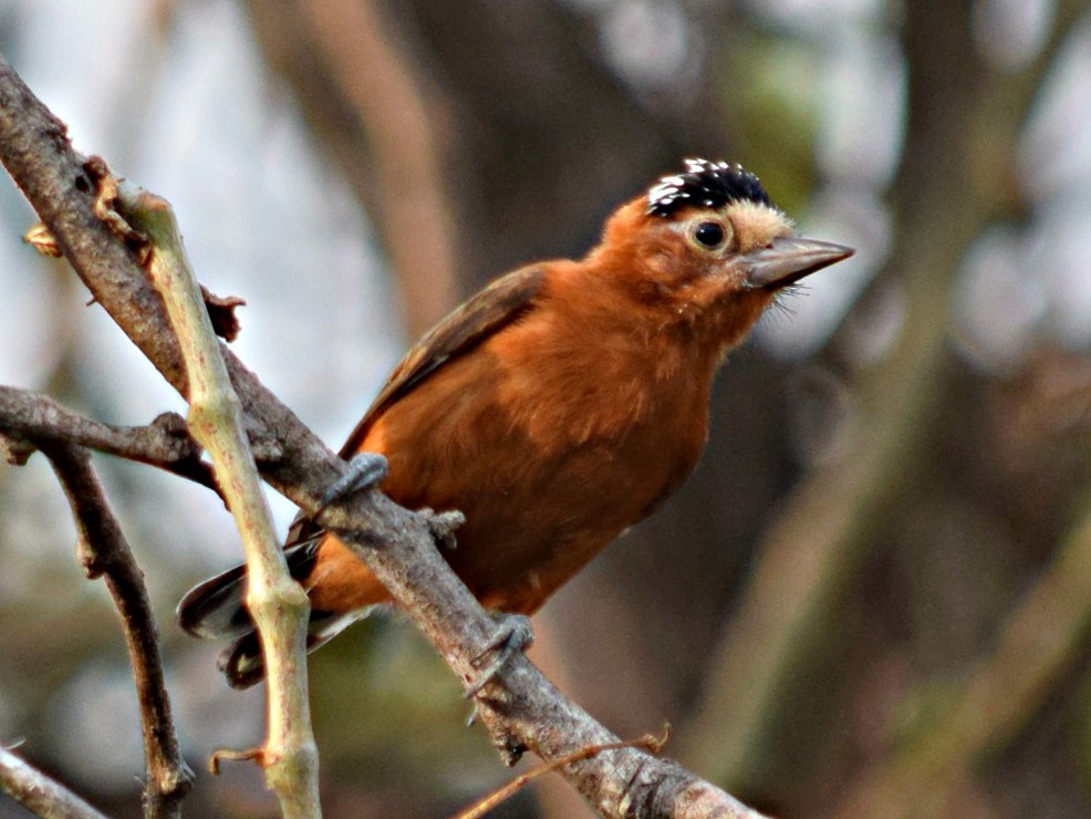Chestnut Piculet - eBird
