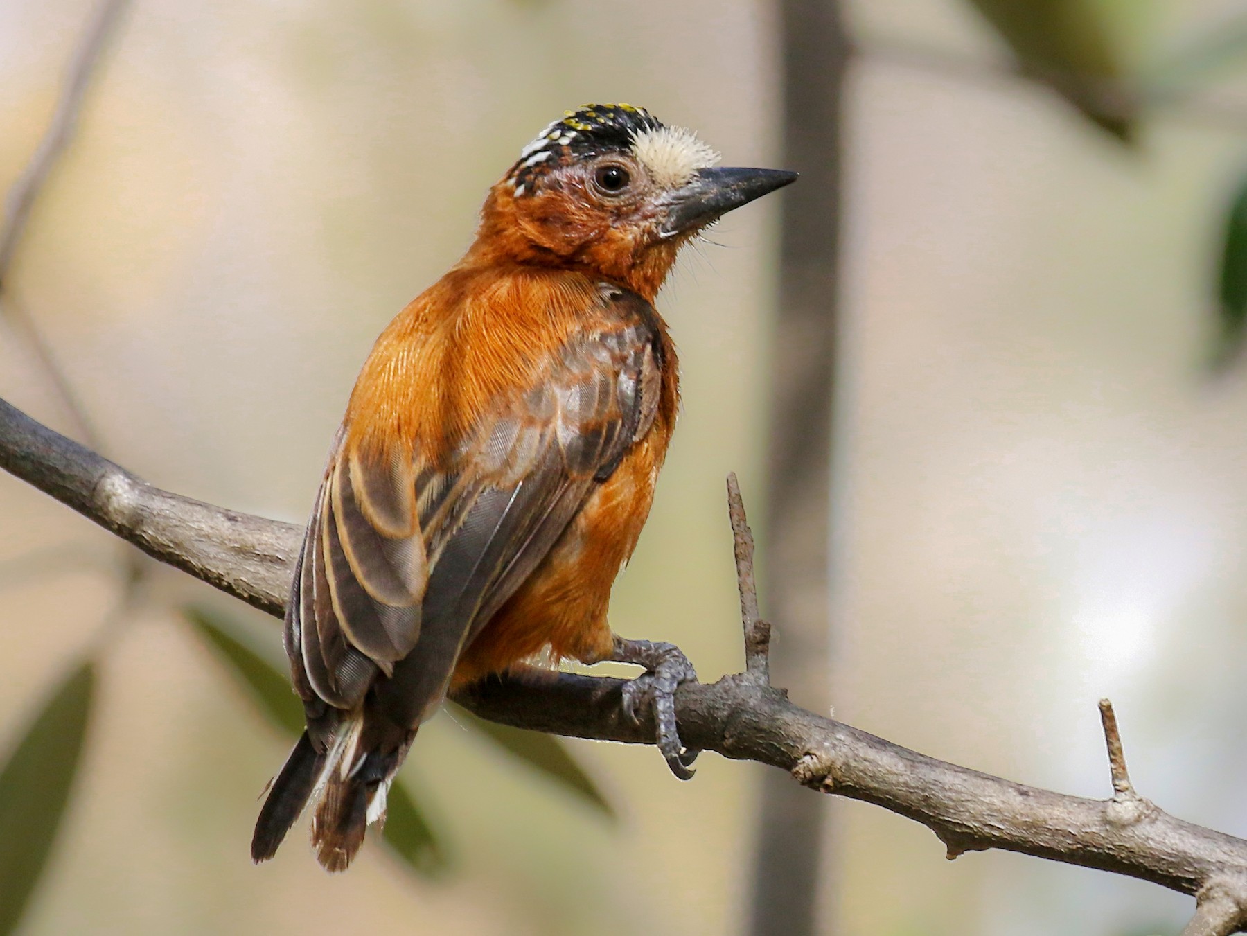 Chestnut Piculet - eBird