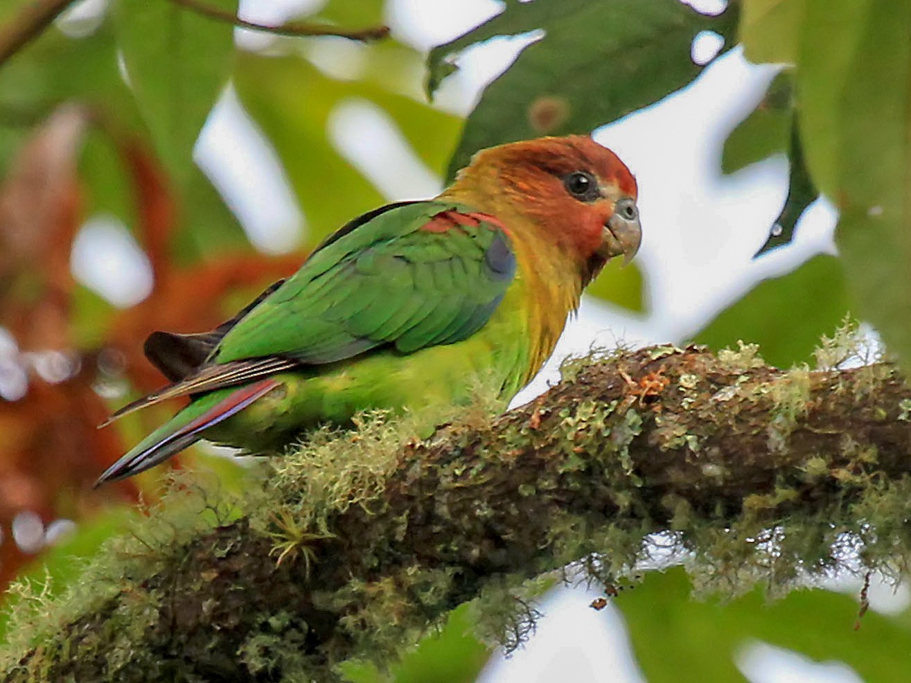 Rusty-faced Parrot - eBird