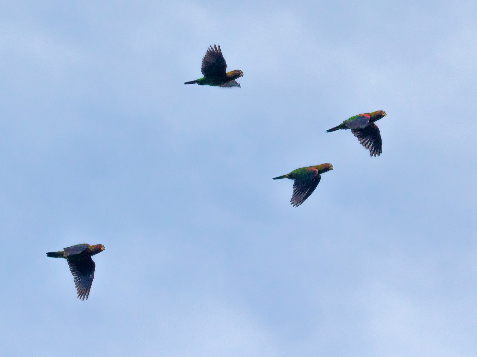 Rusty-faced Parrot - eBird