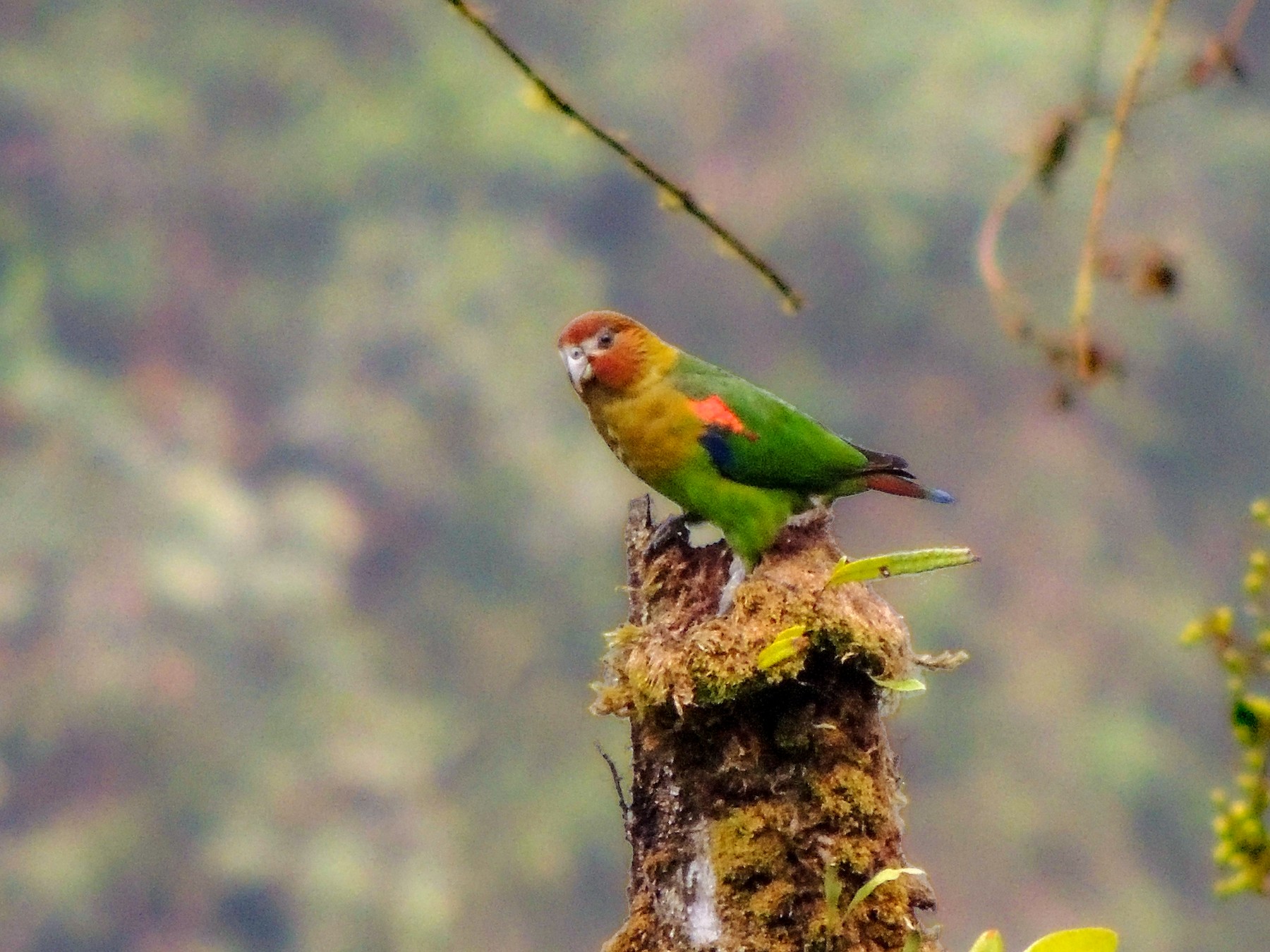 Rusty-faced Parrot - eBird