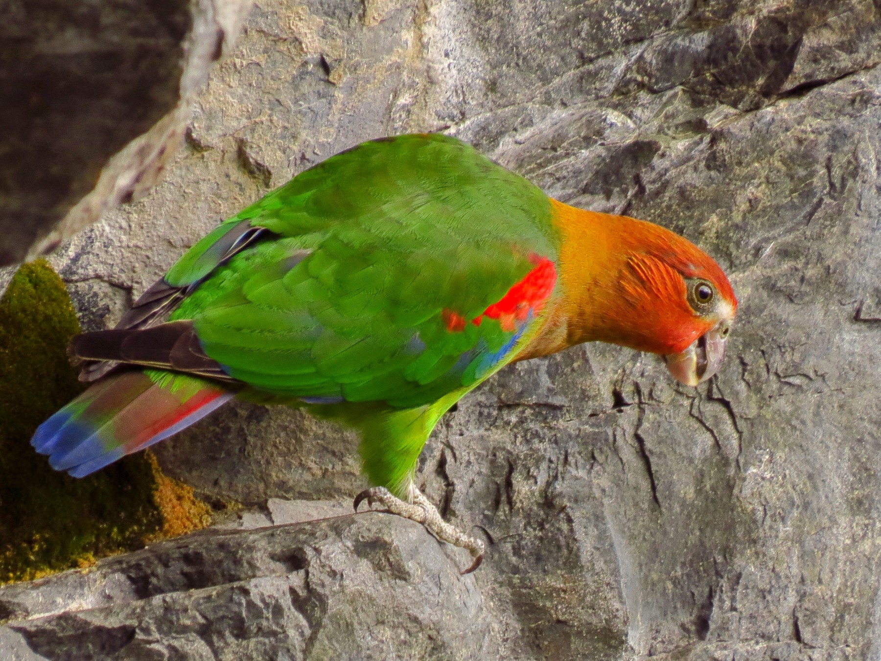 Rusty-faced Parrot - eBird