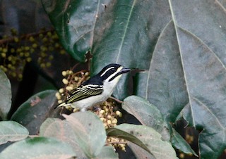 Yellow-throated Tinkerbird - Pogoniulus subsulphureus - Birds of the World
