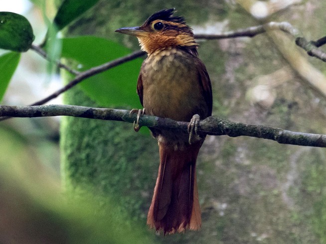 Musguero Garganta Pálida - eBird