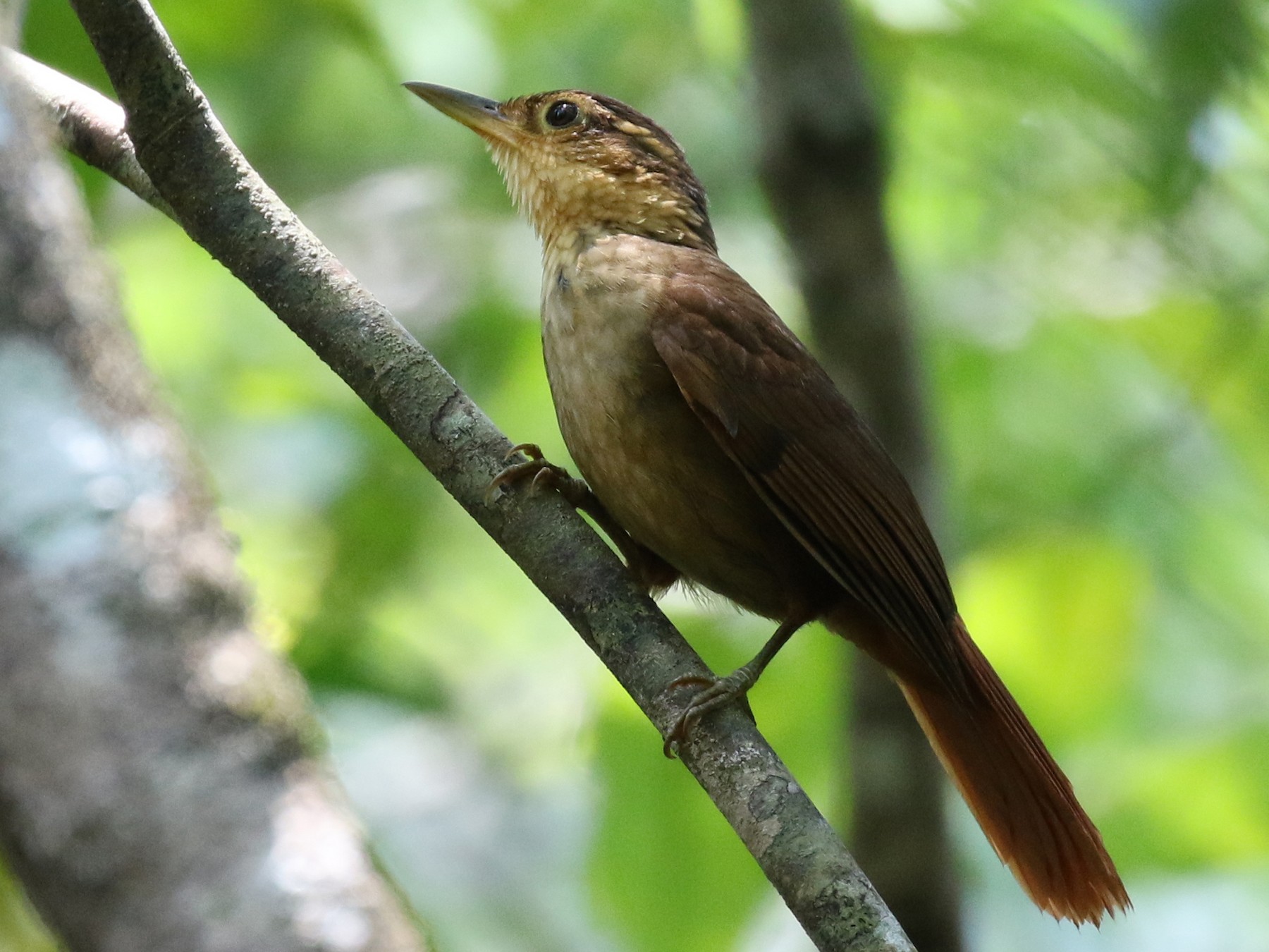Musguero Garganta Pálida - eBird