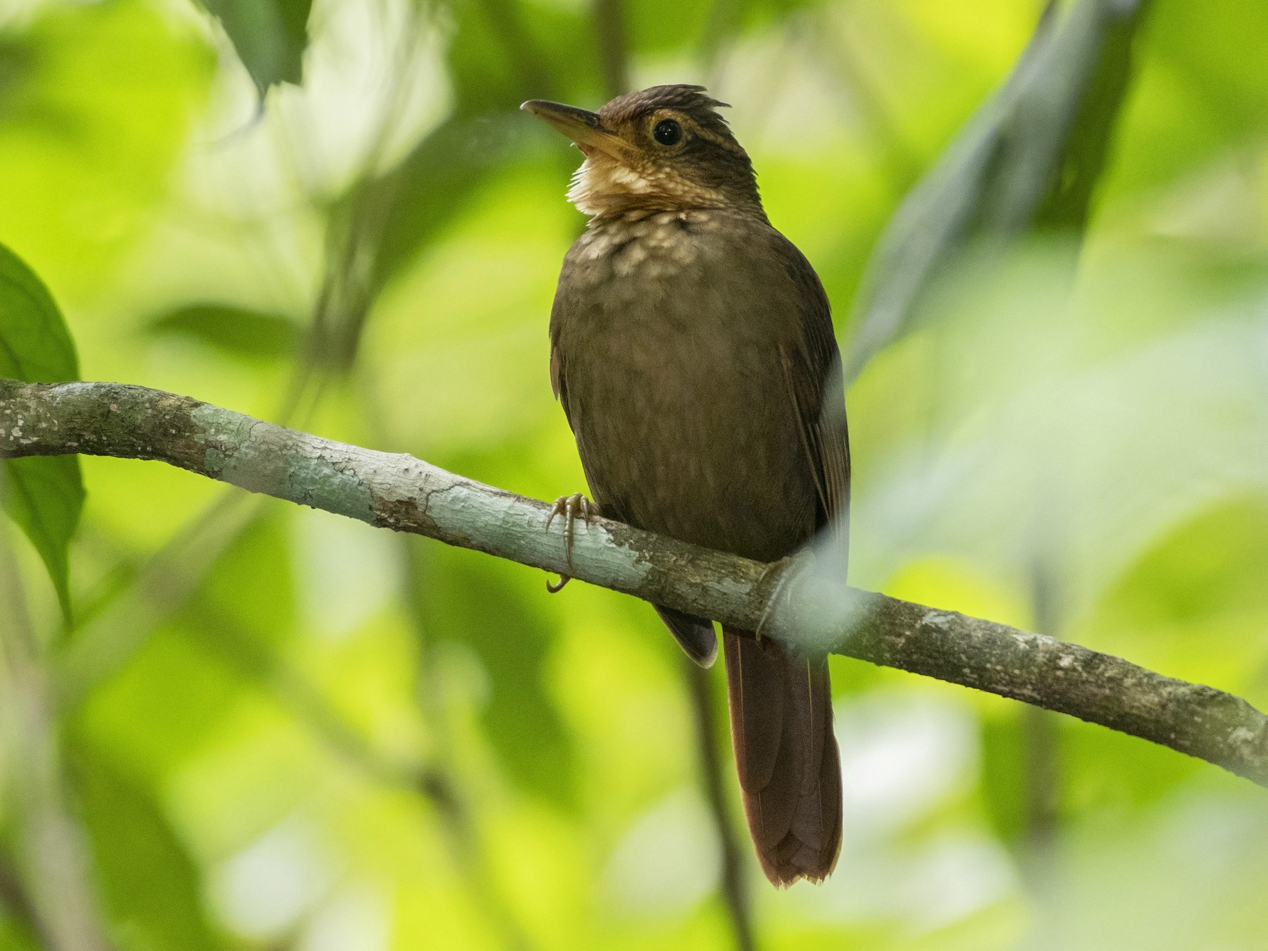 Musguero Garganta Pálida - eBird