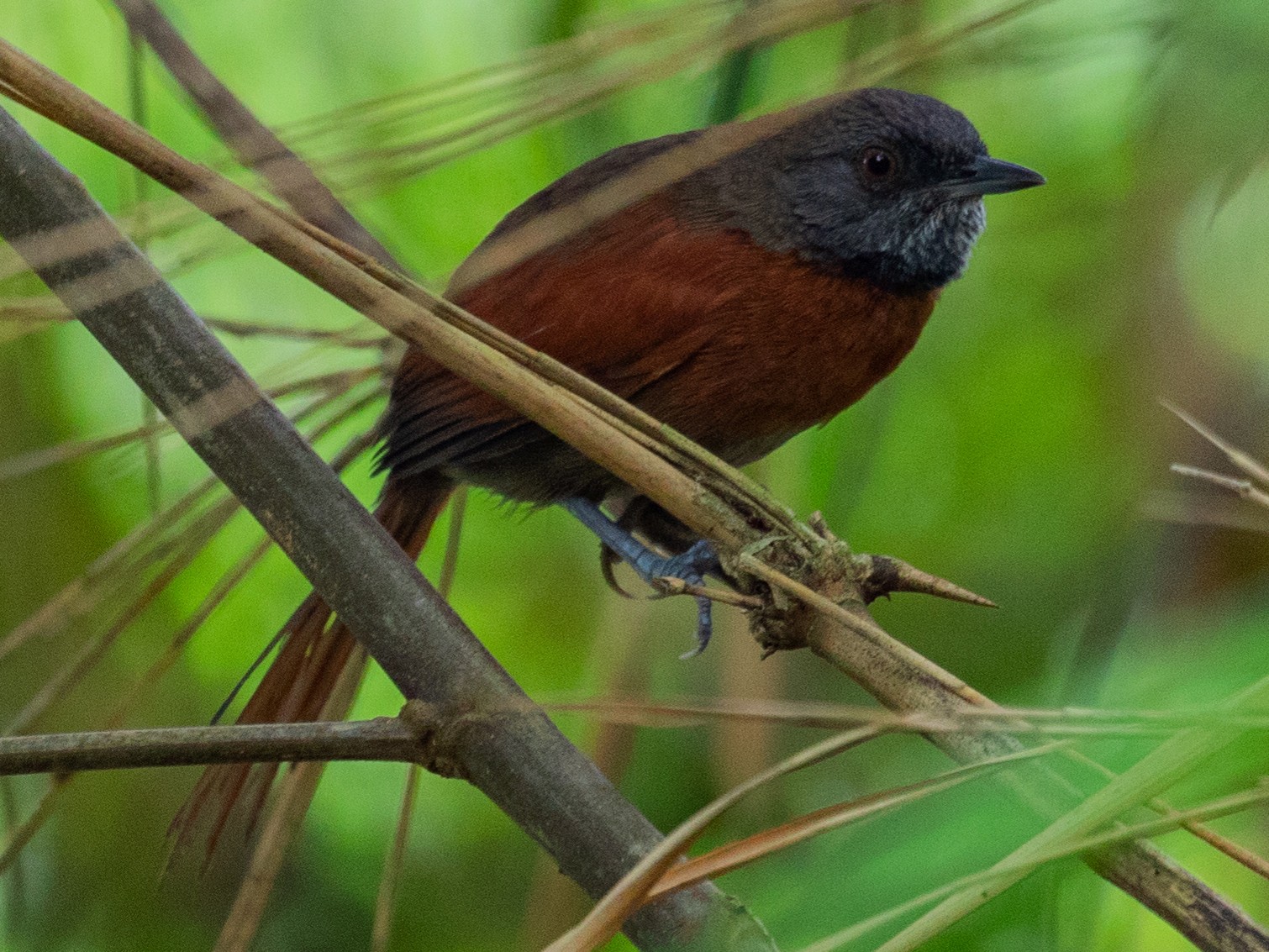 Rufous-breasted Spinetail - eBird
