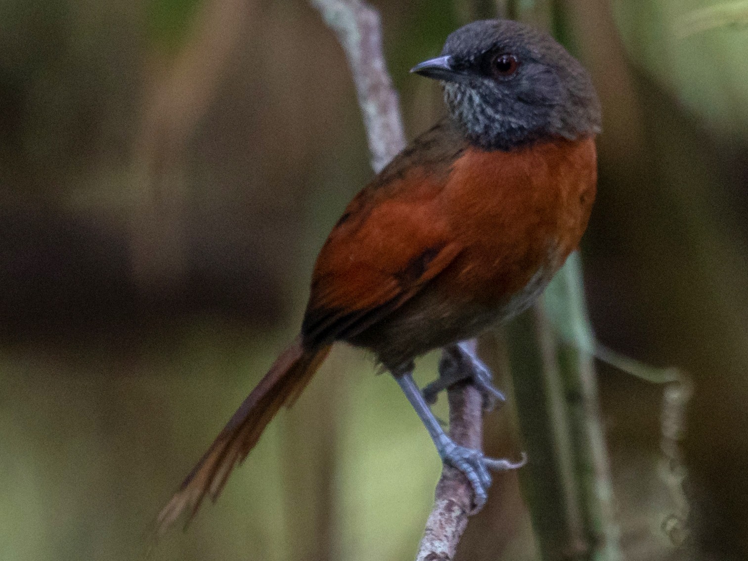Rufous-breasted Spinetail - eBird