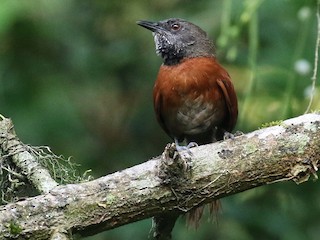 Rufous-breasted Spinetail - eBird