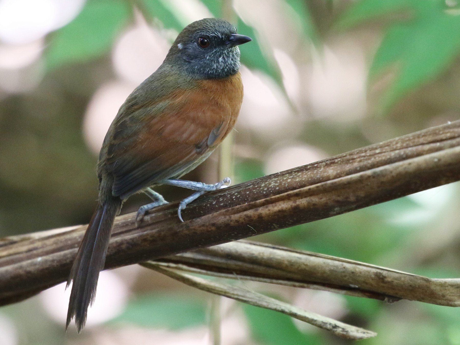 Rufous-breasted Spinetail - eBird