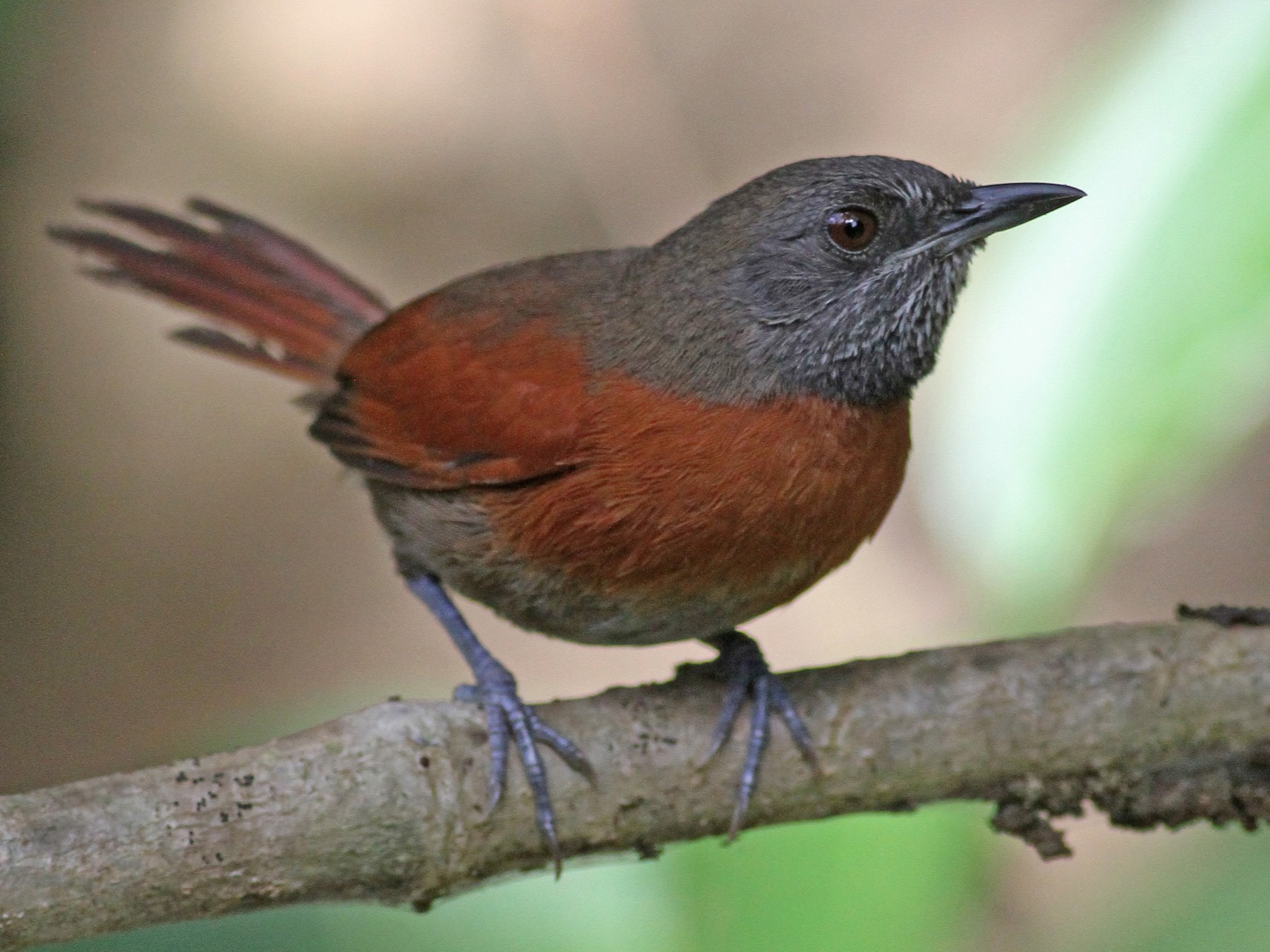 Rufous-breasted Spinetail - eBird