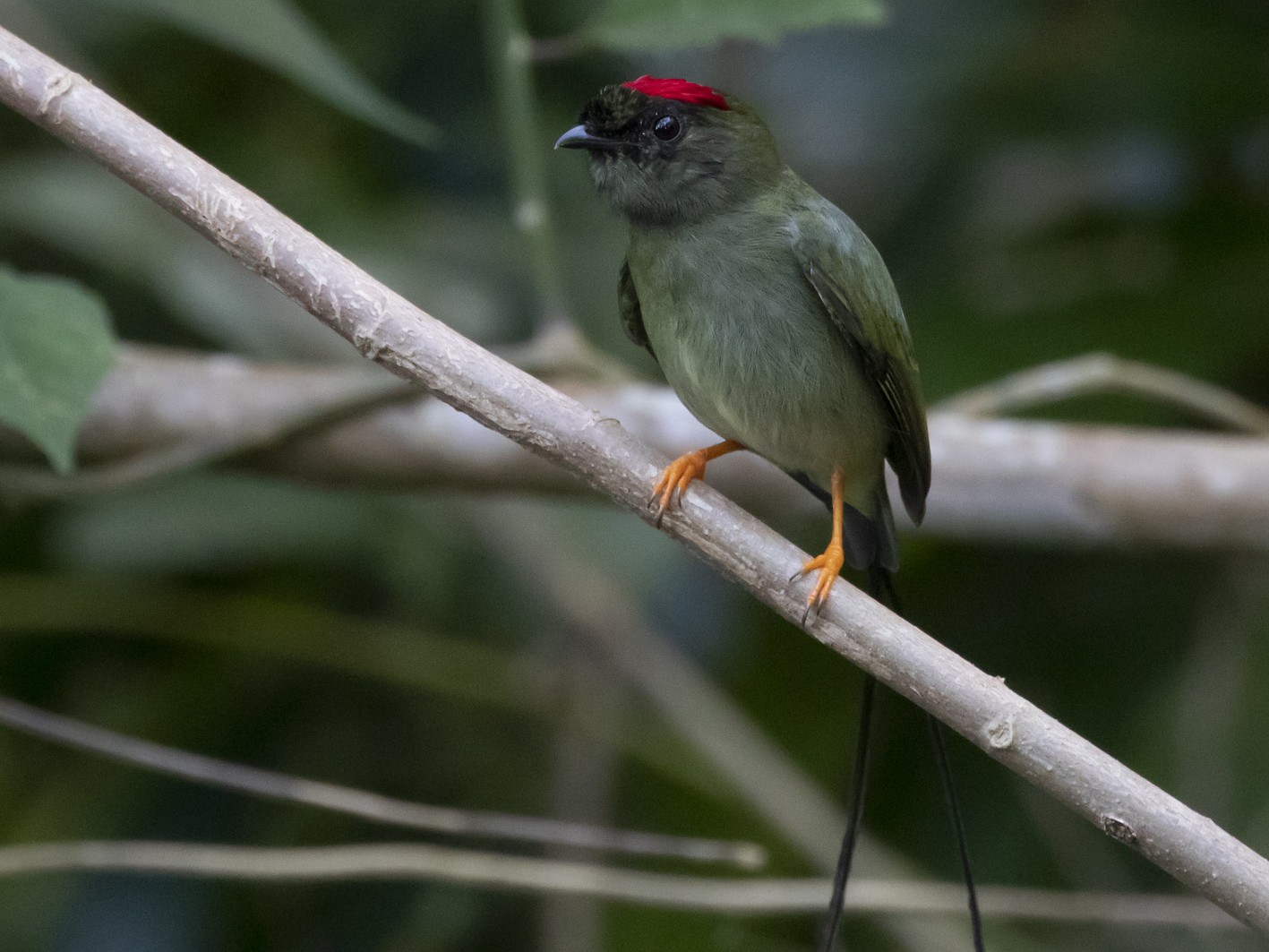 Long-tailed Manakin - eBird