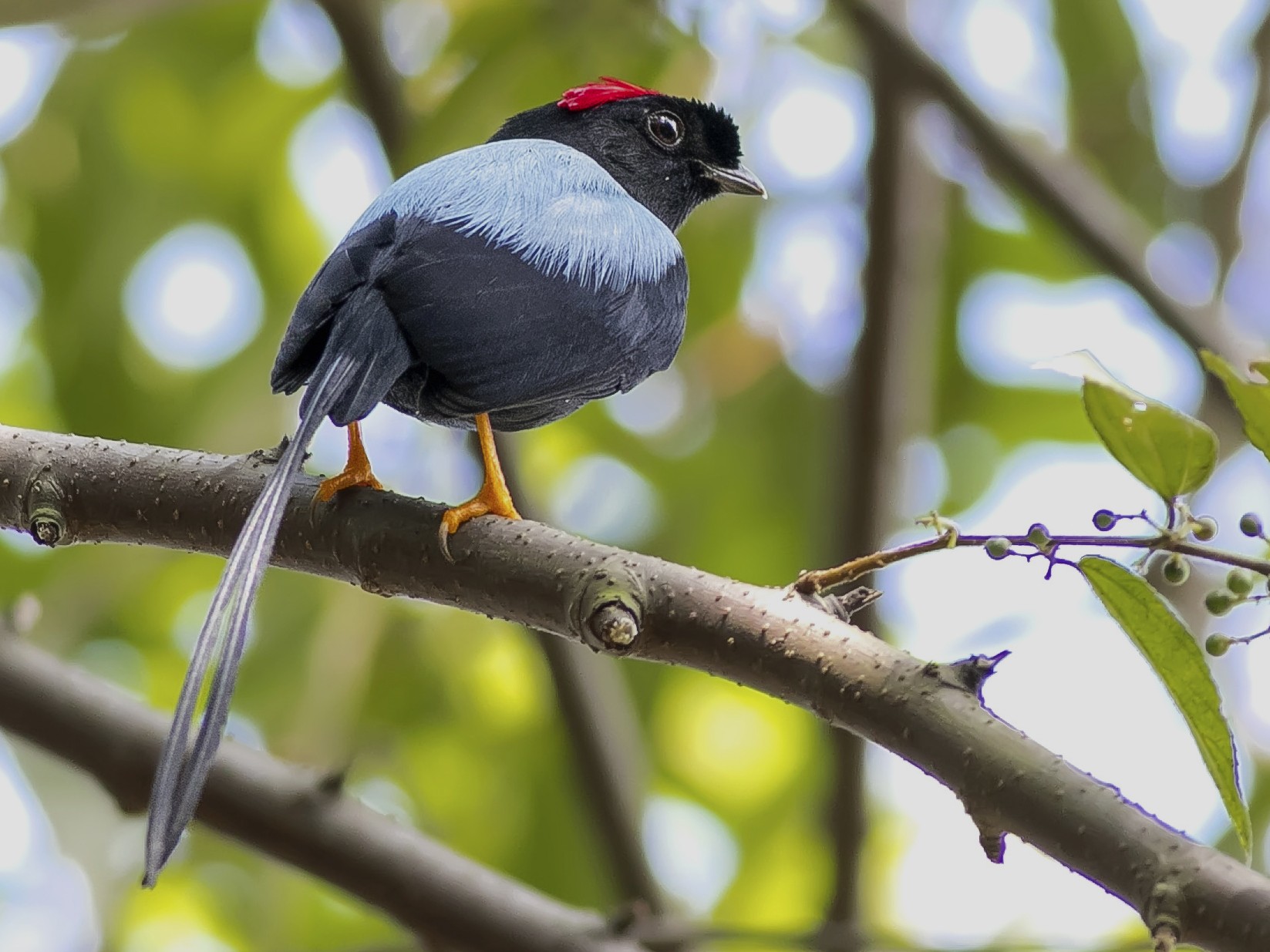 Long-tailed Manakin - eBird