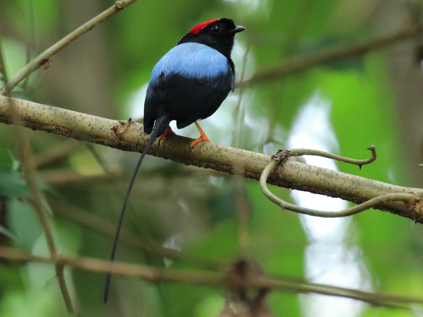Long-tailed Manakin - eBird