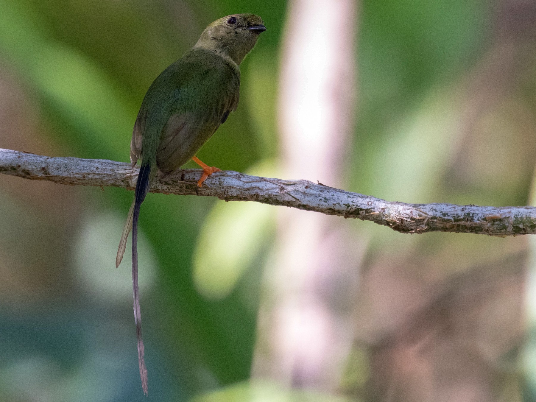 Long-tailed Manakin - eBird