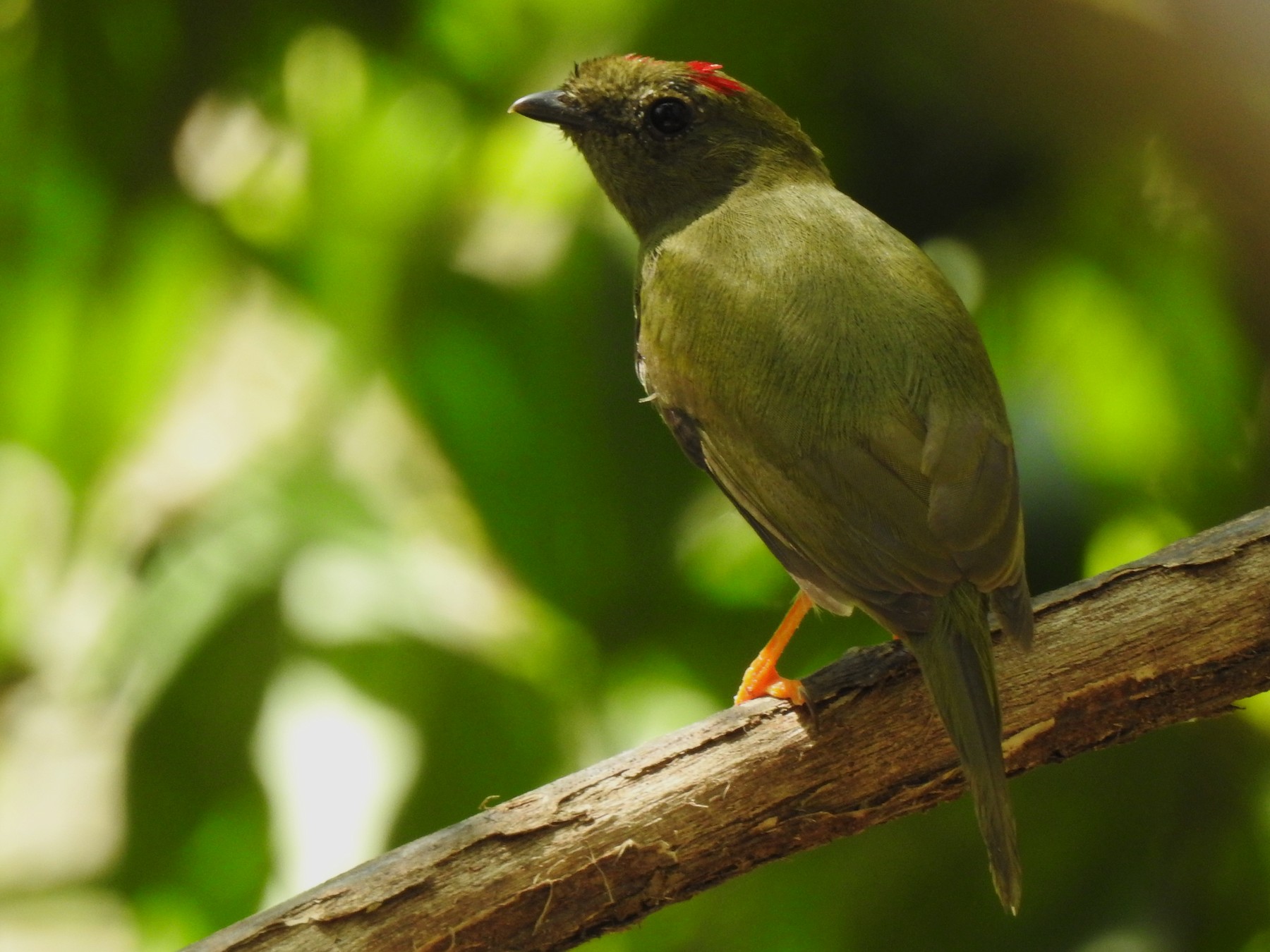 Long-tailed Manakin - eBird
