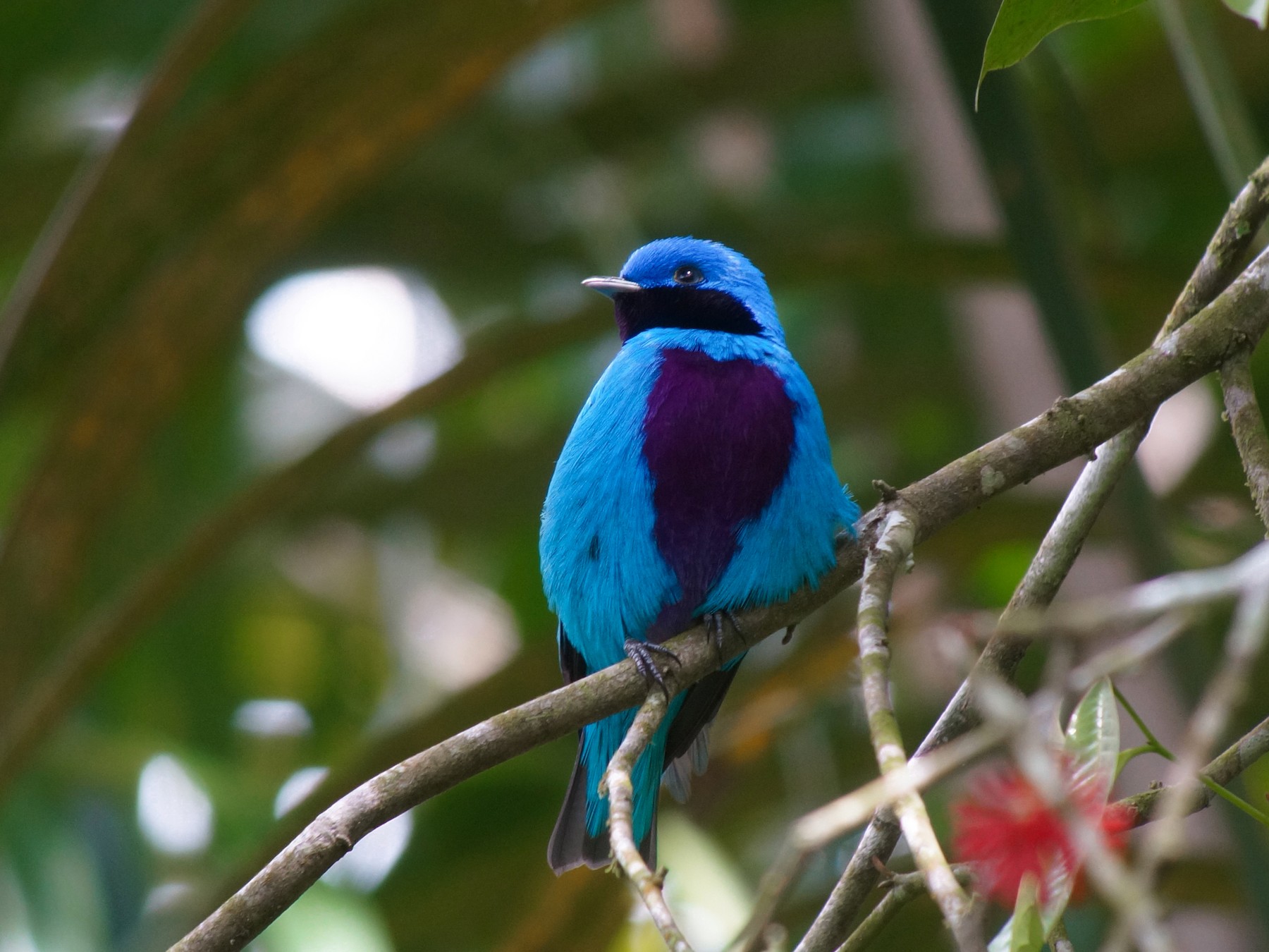 Lovely Cotinga - eBird