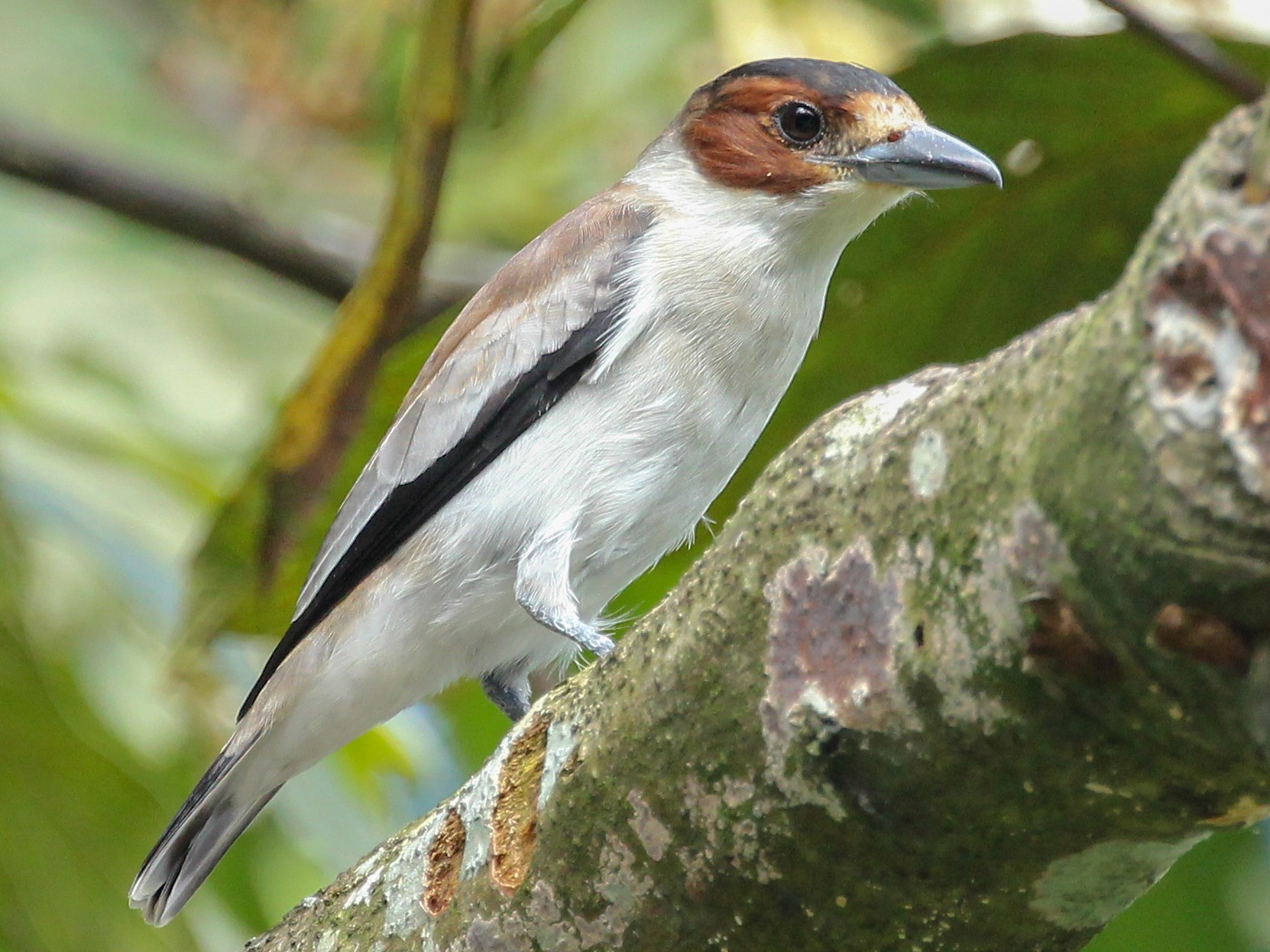 Black-crowned Tityra - eBird