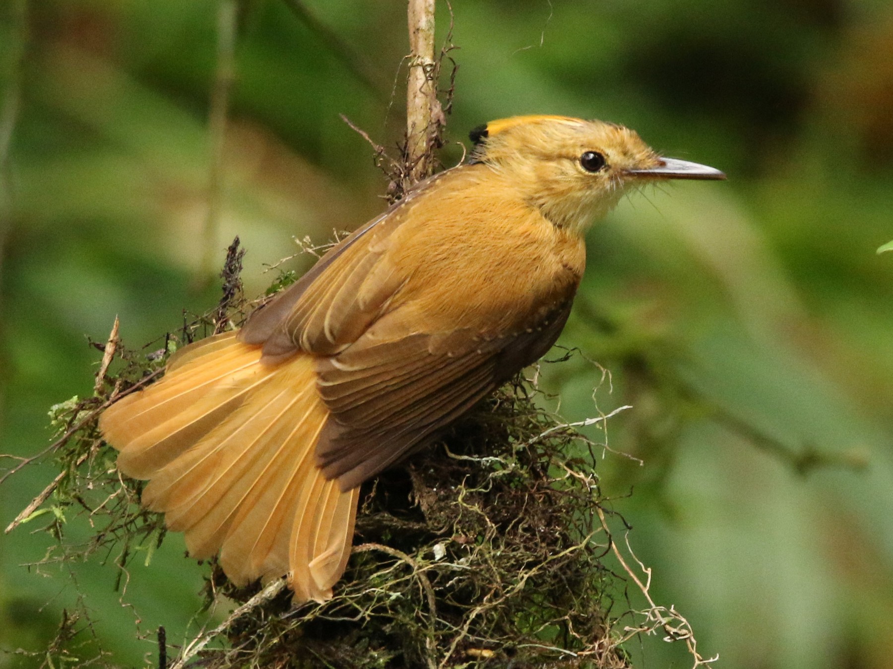 Amazonian Royal Flycatcher Nest
