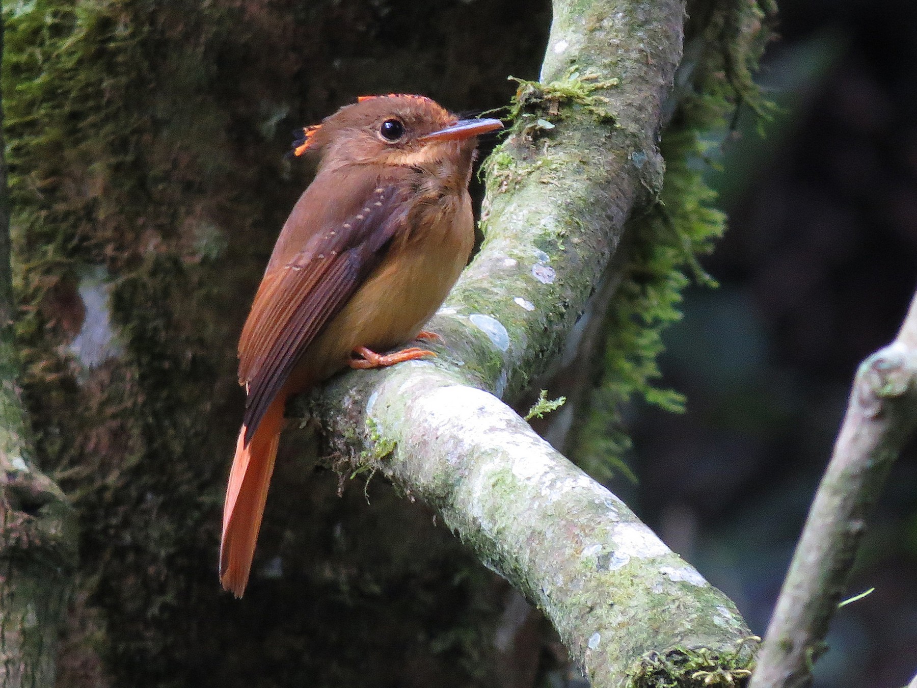 Mosquero Real - eBird