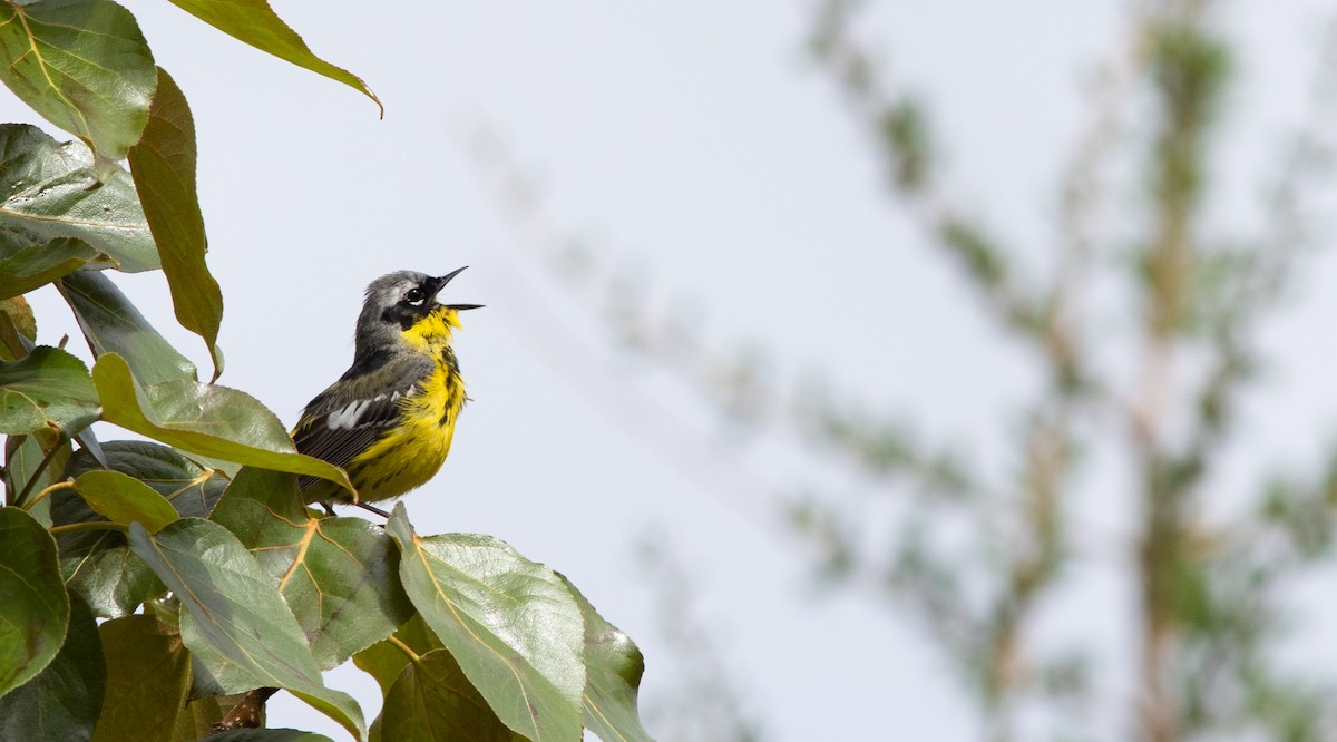 Crossing The Halfway Point - Maine Bird Atlas