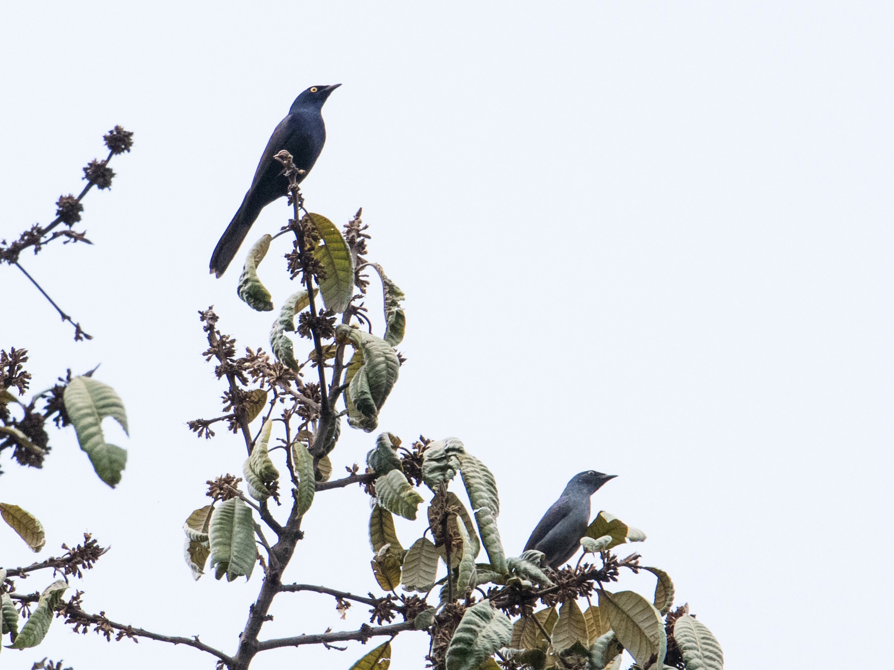Stuhlmann's Starling - eBird