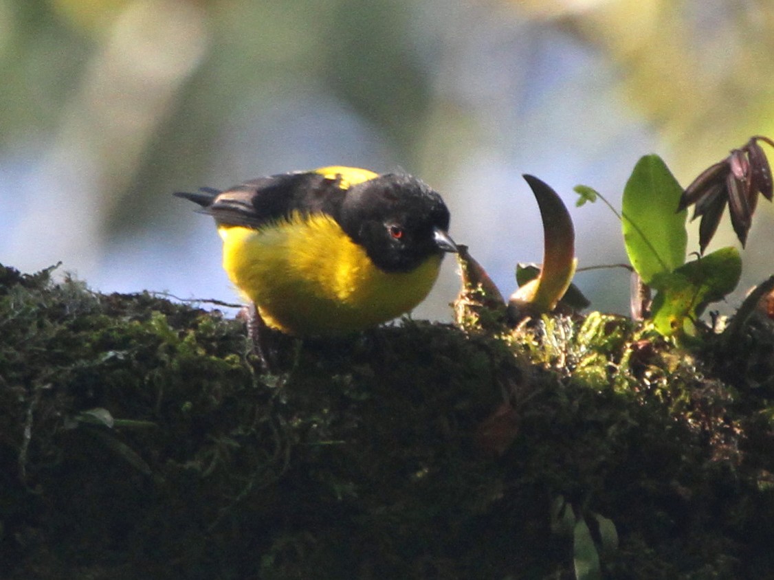Brown-capped Weaver - eBird