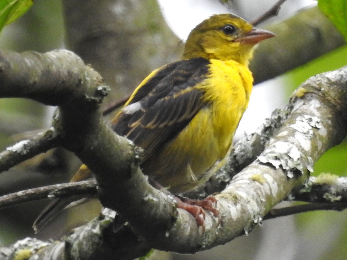 Brown-capped Weaver - eBird