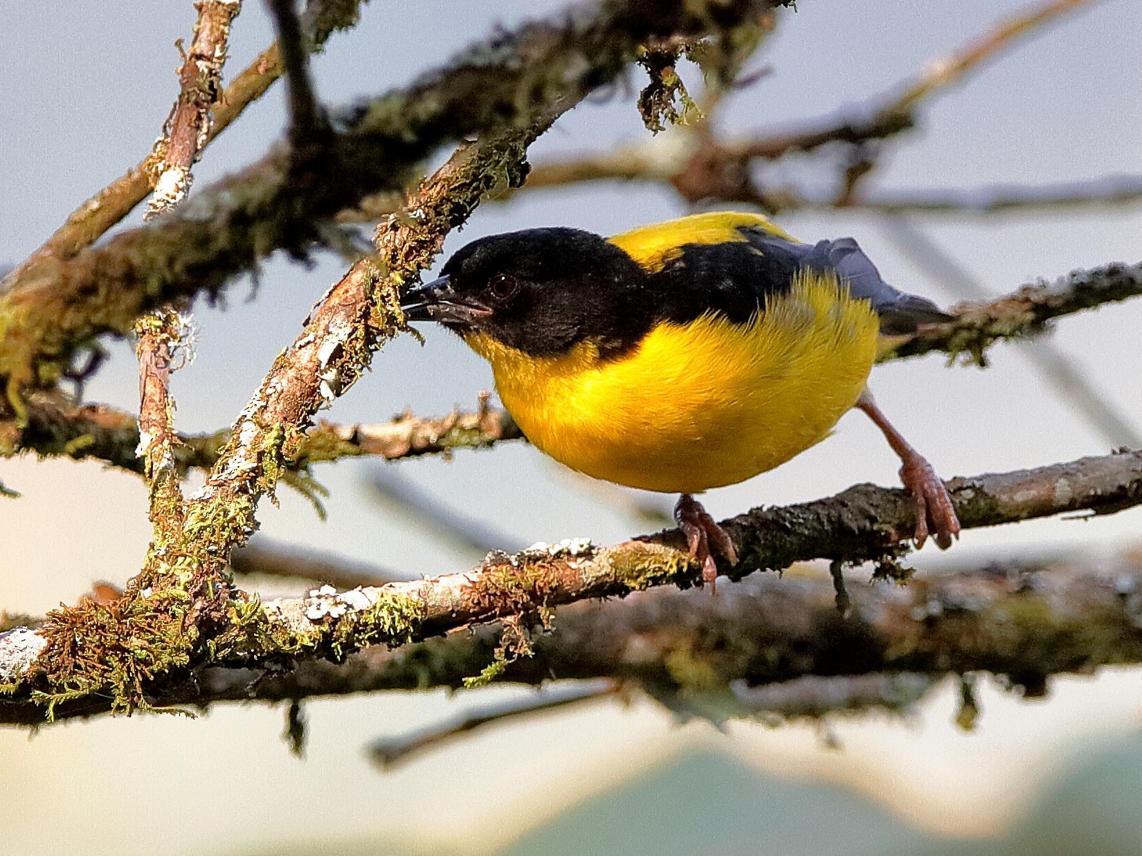 Brown-capped Weaver - eBird
