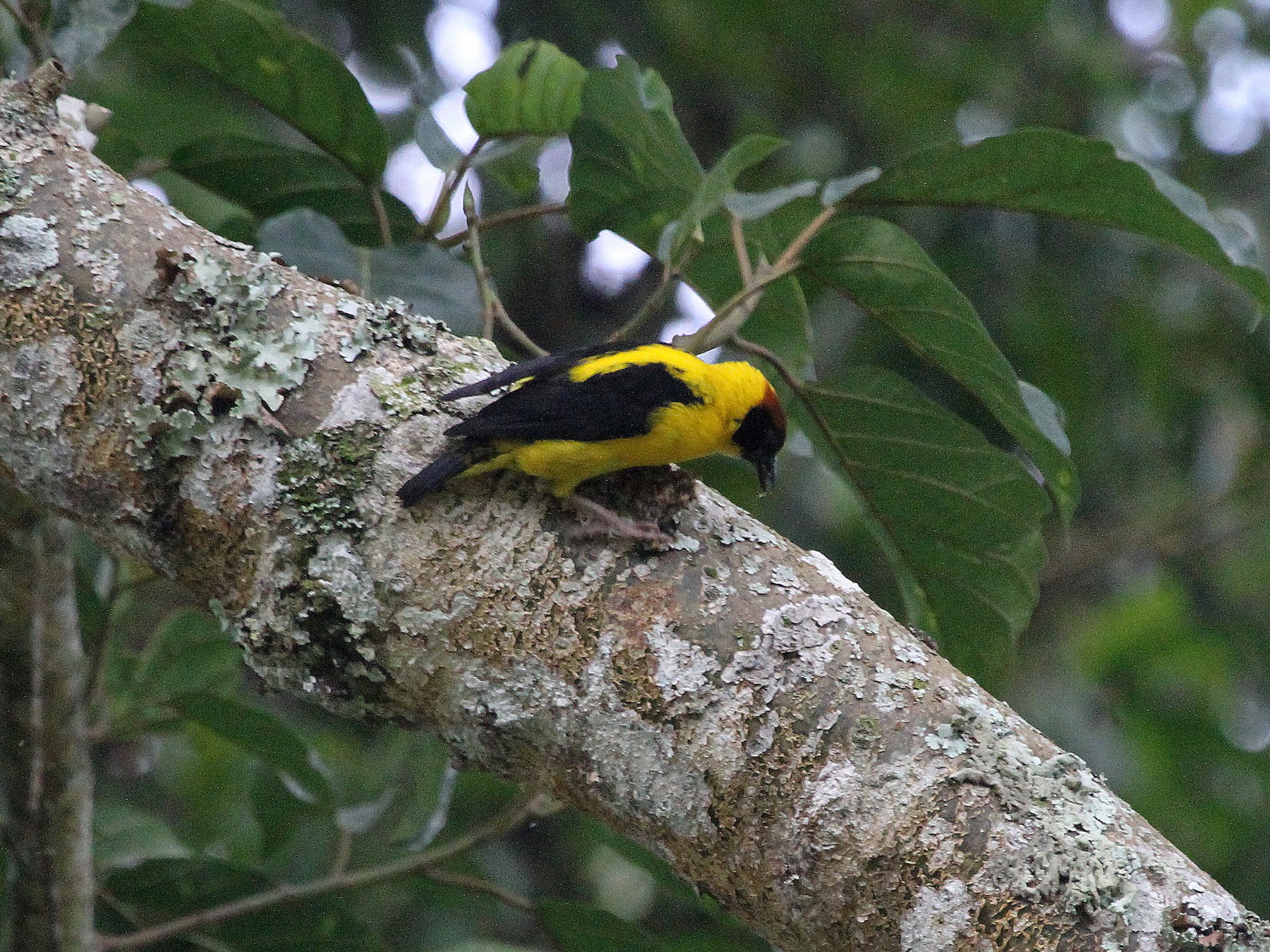 Brown-capped Weaver - eBird