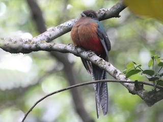 Bar-tailed Trogon - eBird